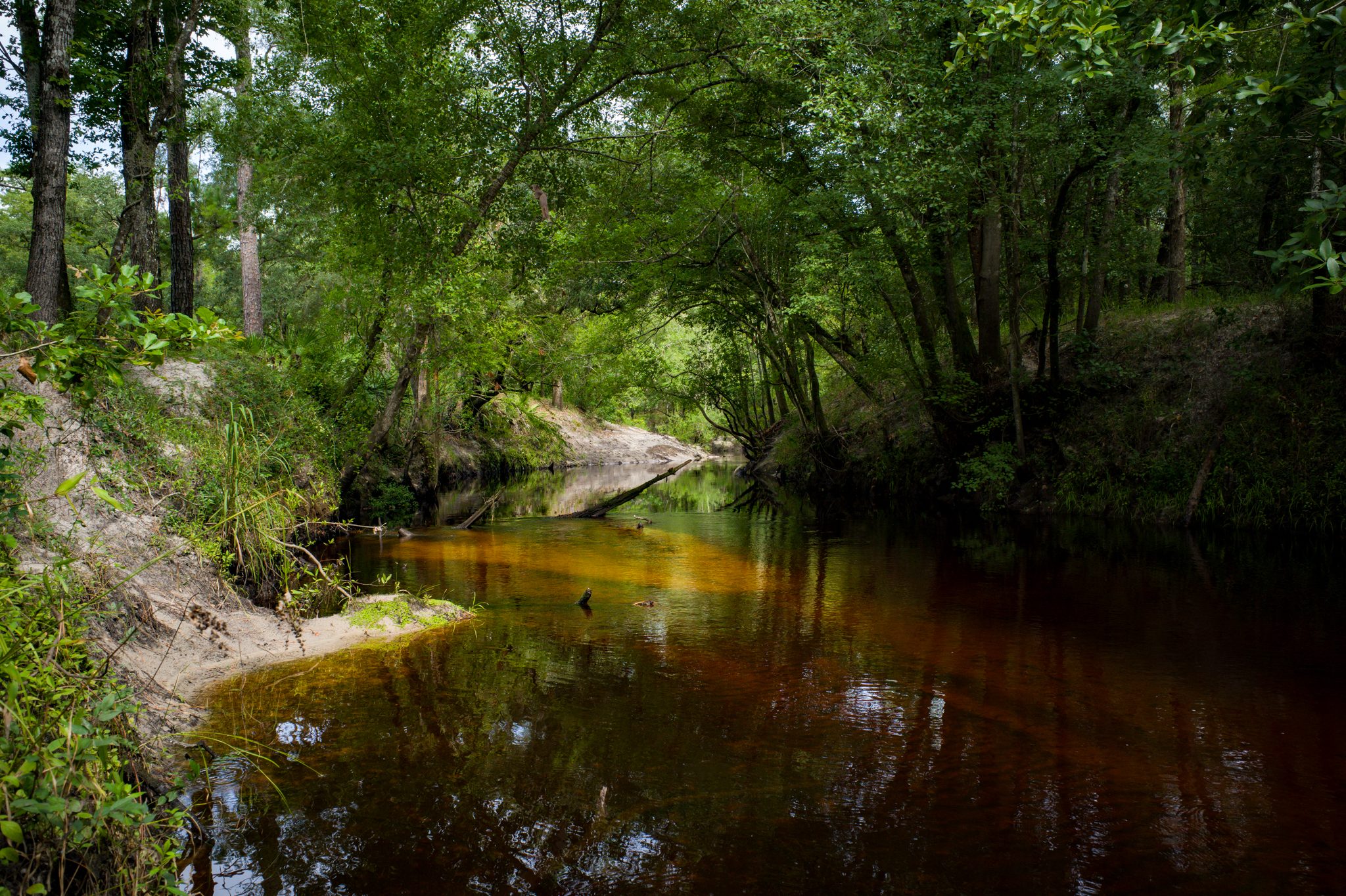 Exploring Clay County's Pioneer Trail in Jennings State Forest - Clay ...