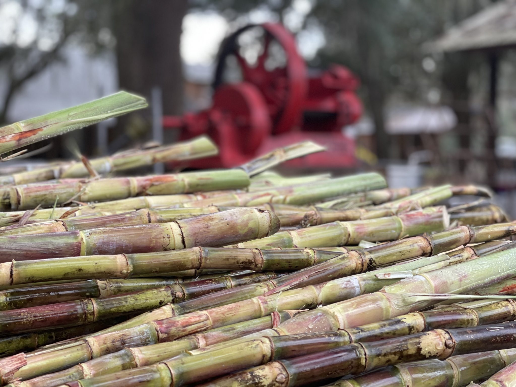 Elrod Family Hosts 11th Annual Cane Grinding - Clay County